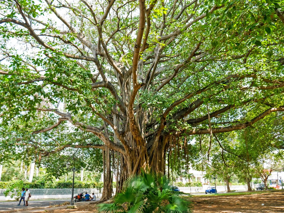 Havana ᛫ February 28 - March 5 & March 19 - 20, 2018 - Peace Love Travel